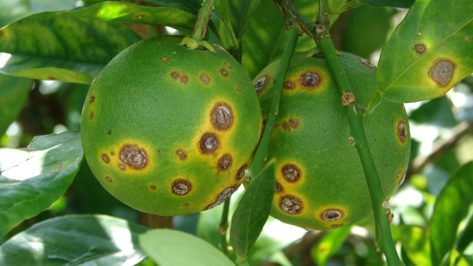 An In-depth Look at Top 6 Citrus Plant Diseases: Causes and Latest ...